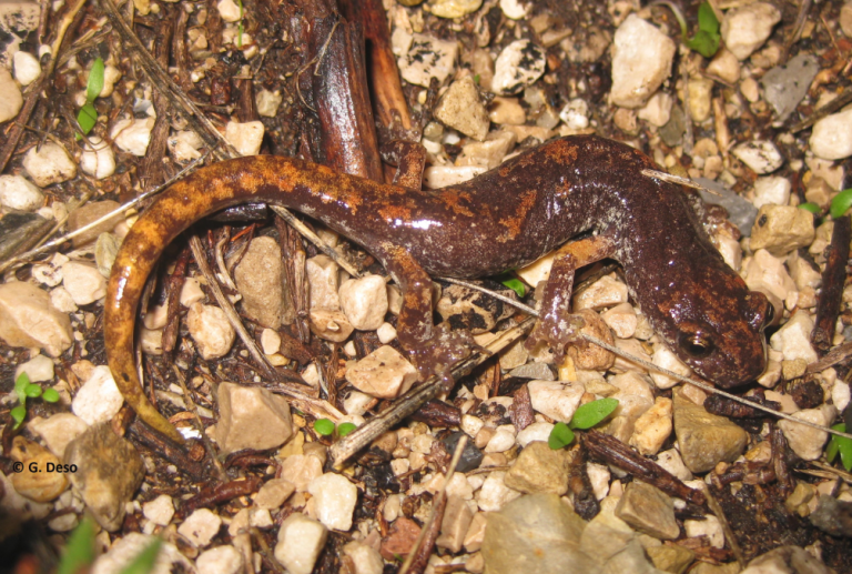 Urodèles – AHPAM
